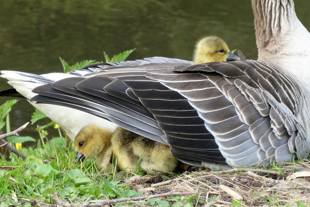 Birds Goose Goslings - Free photo on Pixabay - Pixabay