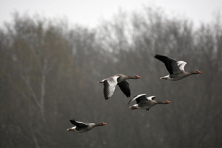 600+ Free Wild Geese & Geese Images - Pixabay