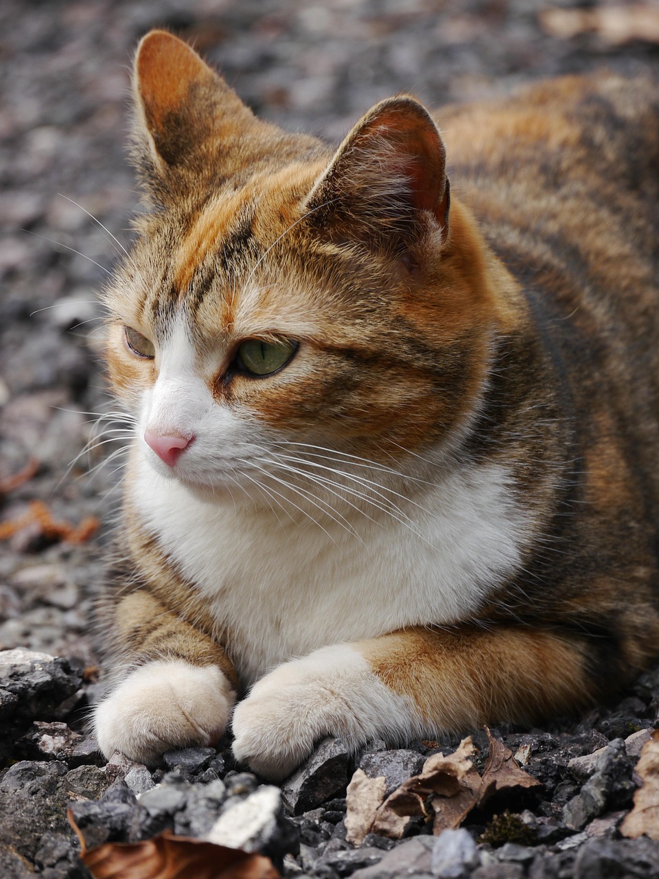 Gatto Domestico