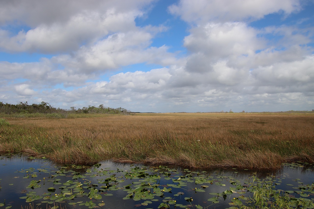 Everglades Wetland Swamp - Free photo on Pixabay - Pixabay