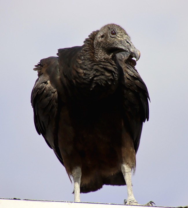 Vulture Bird Of Prey - Free photo on Pixabay