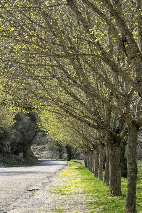 Avenue Trees Alley - Free photo on Pixabay