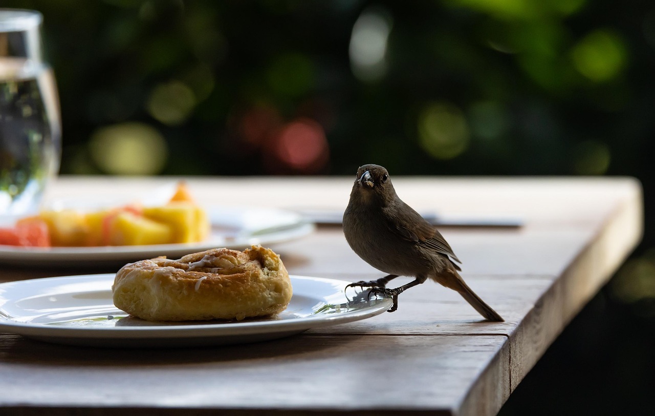 Bird Breakfast Holiday - Free photo on Pixabay