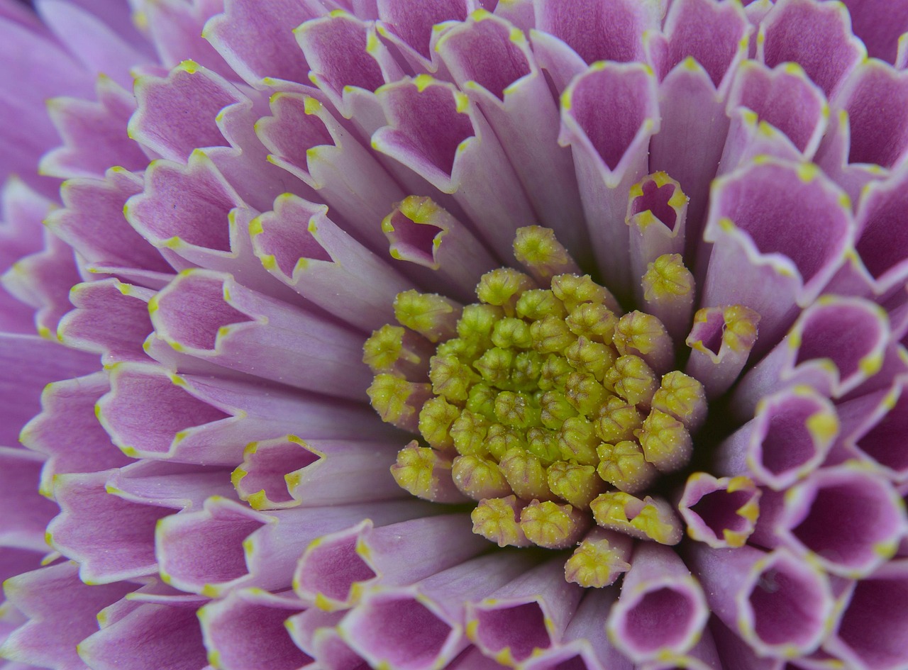 Crisantemo Flor Naturaleza - Foto gratis en Pixabay - Pixabay