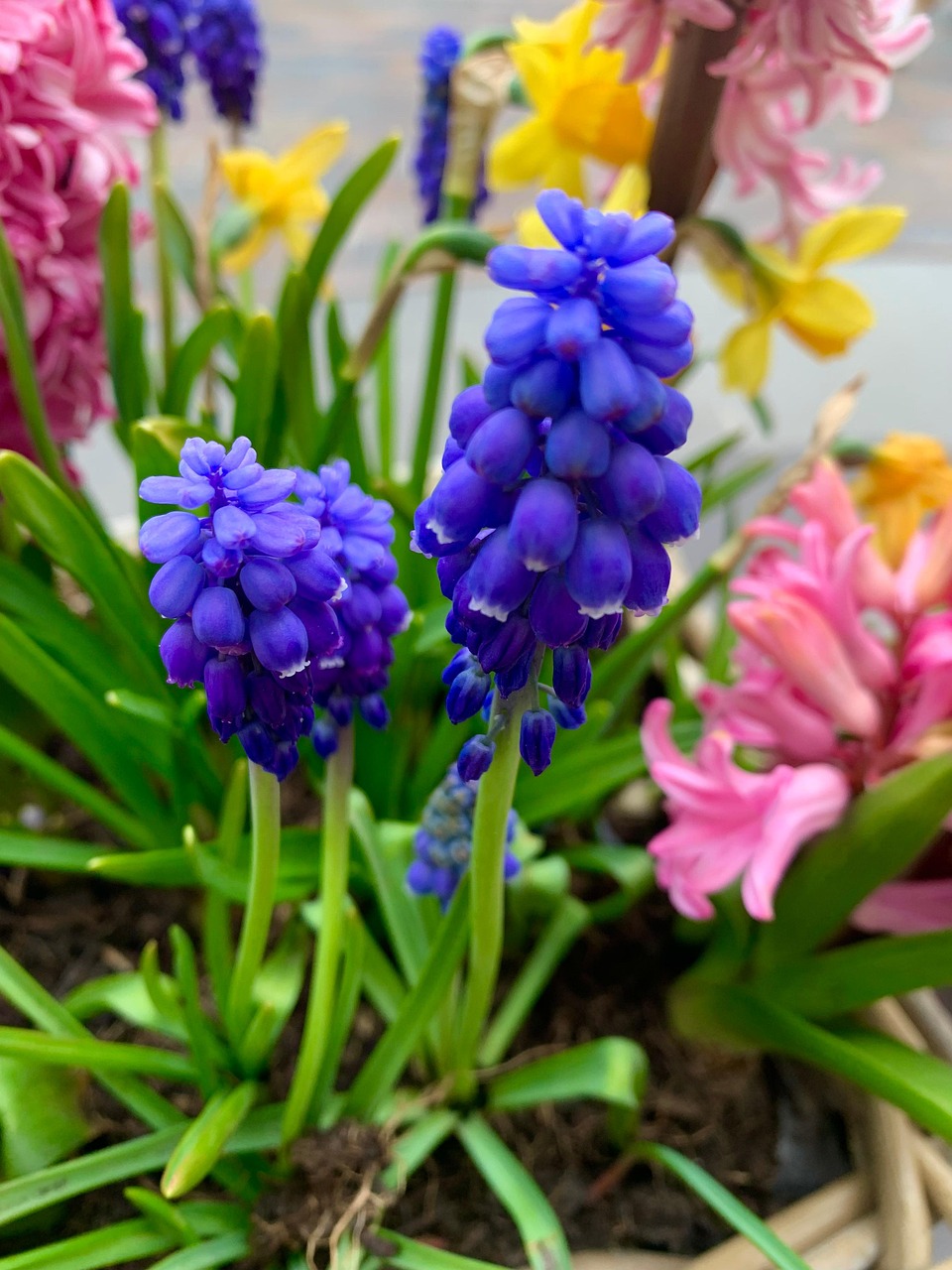 Flower Hyacinth Spring - Free photo on Pixabay - Pixabay