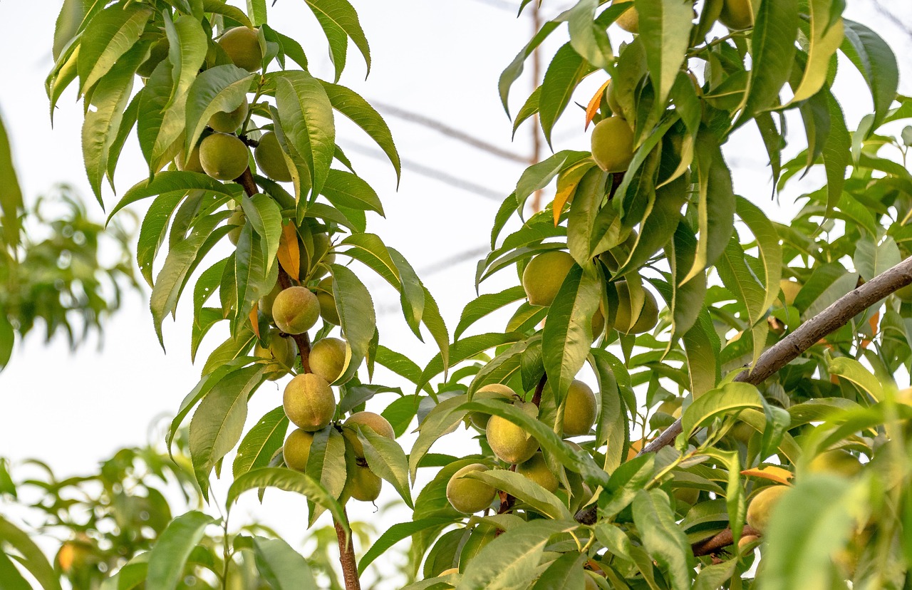 3,000+ Free Peach & Nature Images - Pixabay