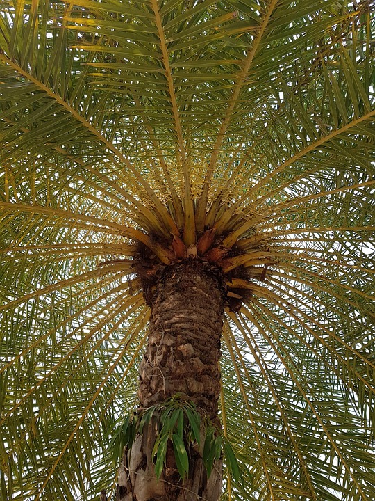 Palm Tree Tropical Nature - Free photo on Pixabay