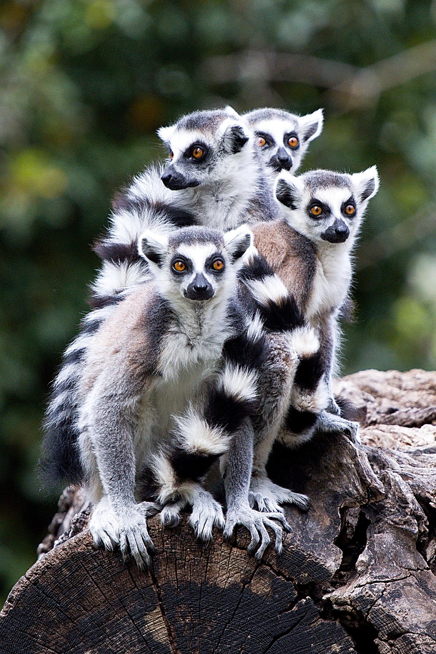1,000+ Free Lemurs & Madagascar Images - Pixabay