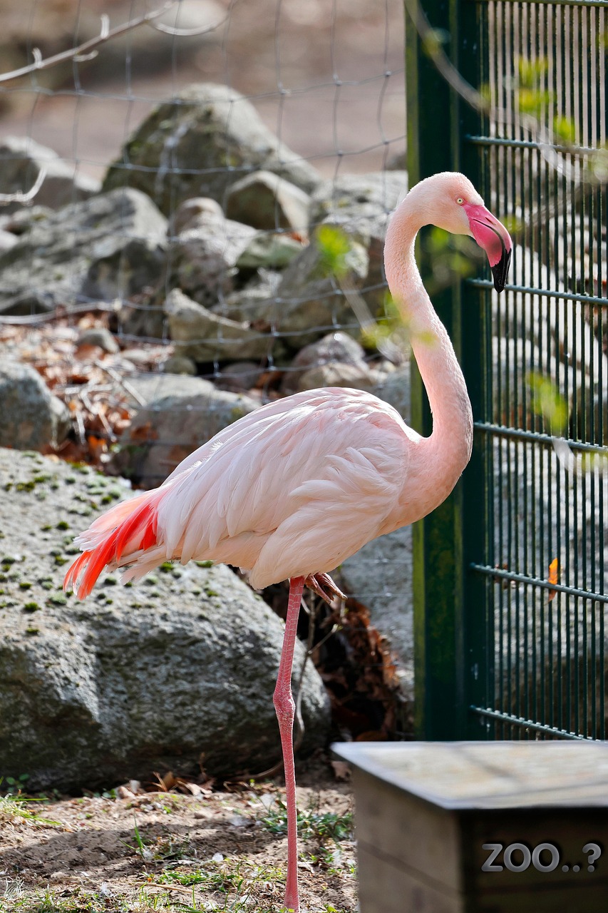 Bird Flamingo Ornithology - Free photo on Pixabay