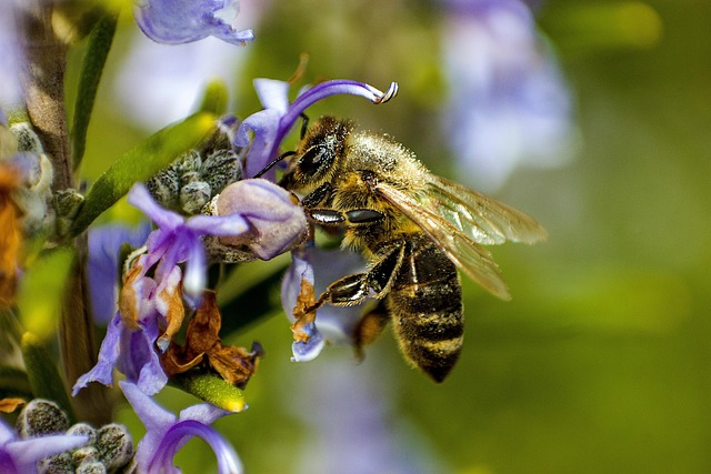 Bee Insect Pollinate - Free photo on Pixabay - Pixabay