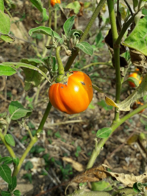 3+ Free Berenjena Escarlata & Scarlet Eggplant Images - Pixabay