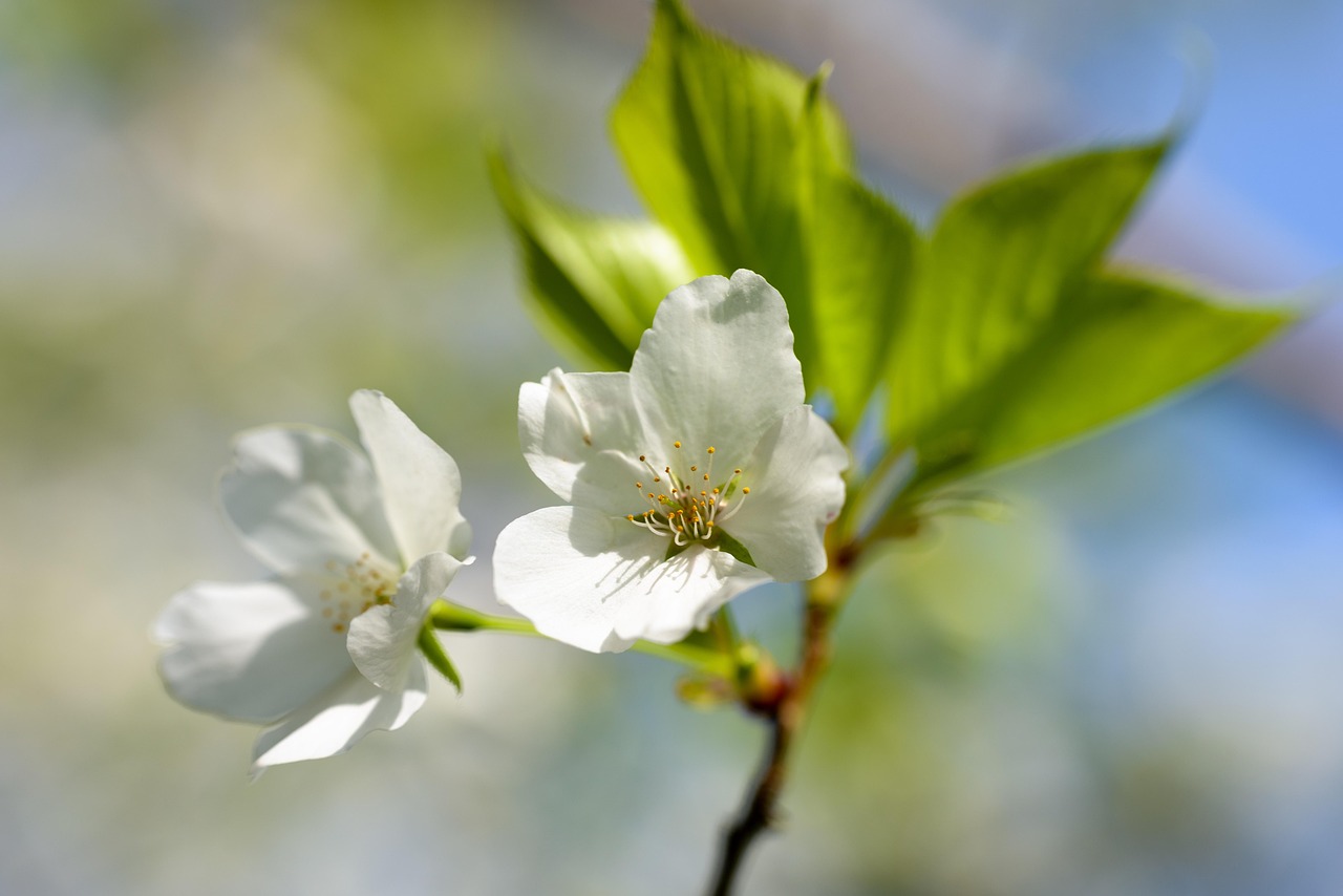Flores Flor De Cereza Primavera - Foto gratis en Pixabay - Pixabay