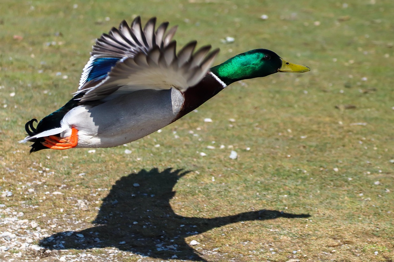Meer dan 300 gratis afbeeldingen van Vliegende Eend en Natuur - Pixabay