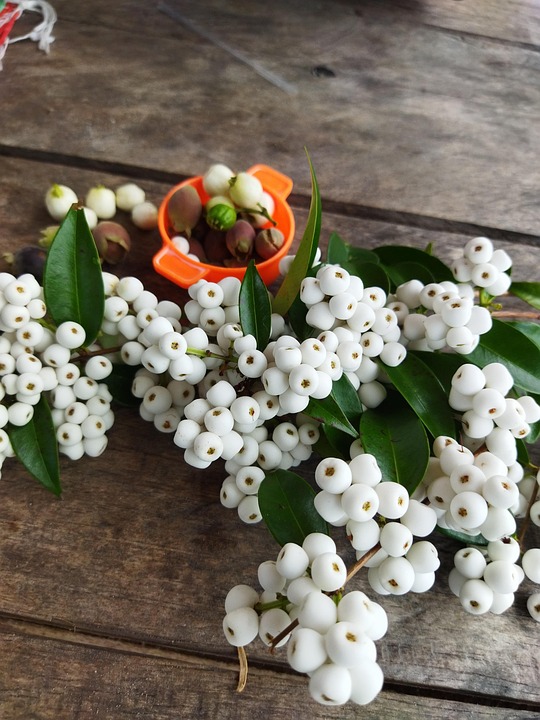 Snowberry Fruit Harvest White - Free photo on Pixabay - Pixabay