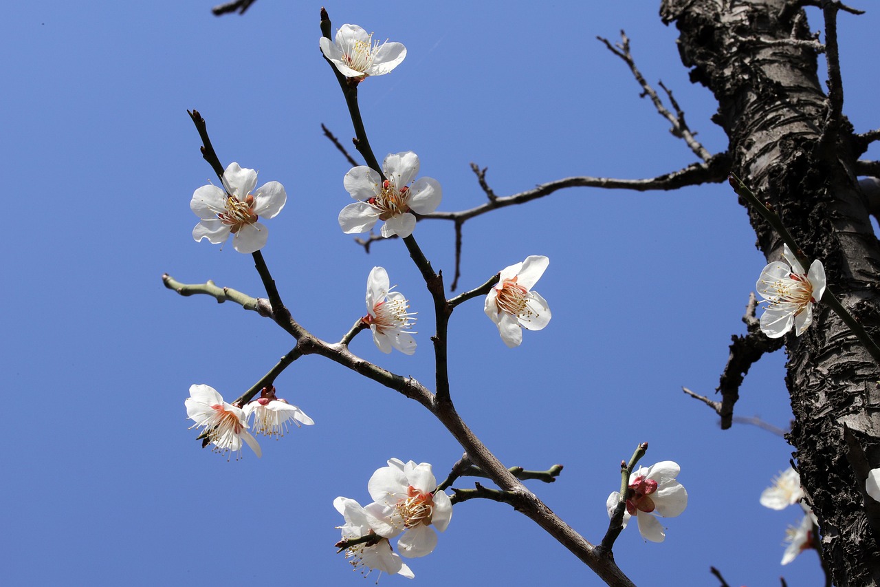 Flowers Spring Plum Blossom - Free photo on Pixabay