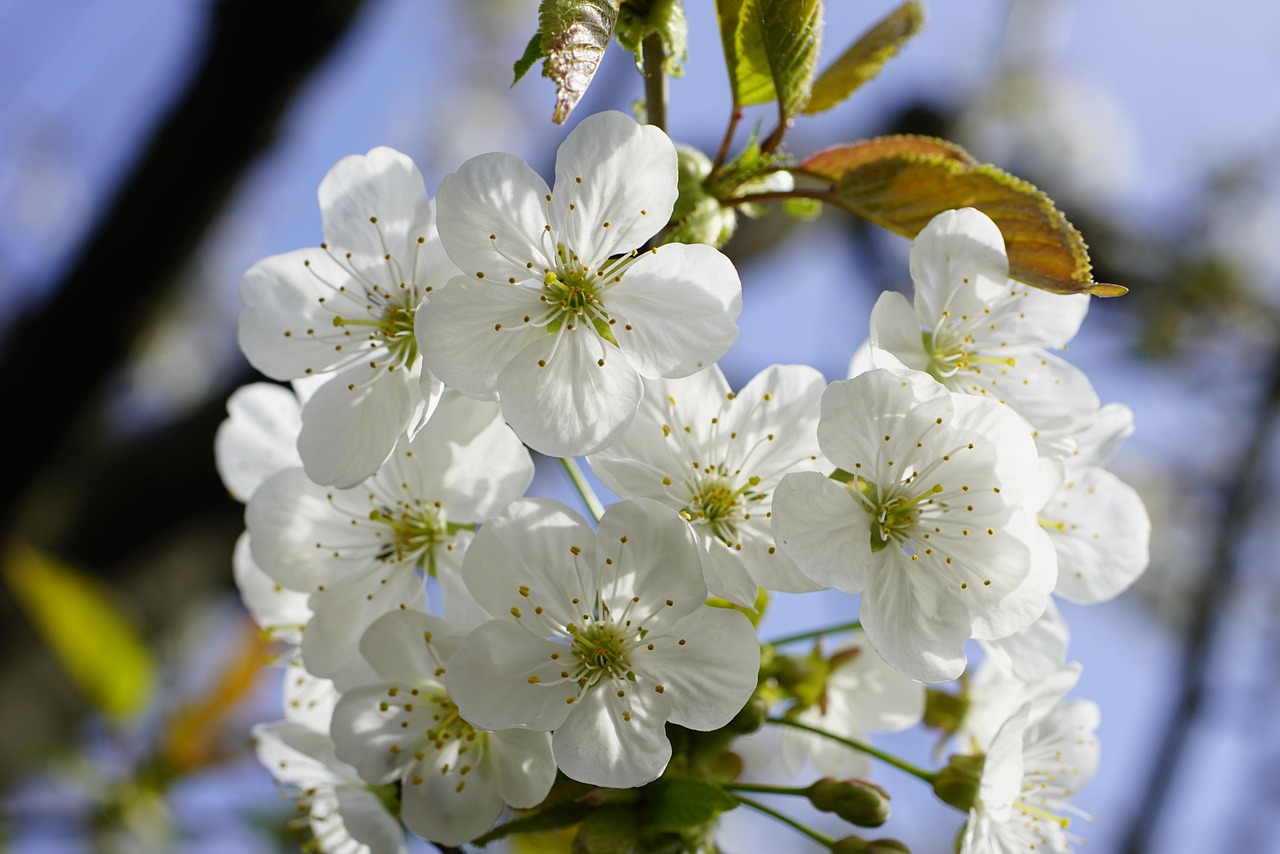 Flor De Cerejeira Flores Primavera - Foto gratuita no Pixabay - Pixabay