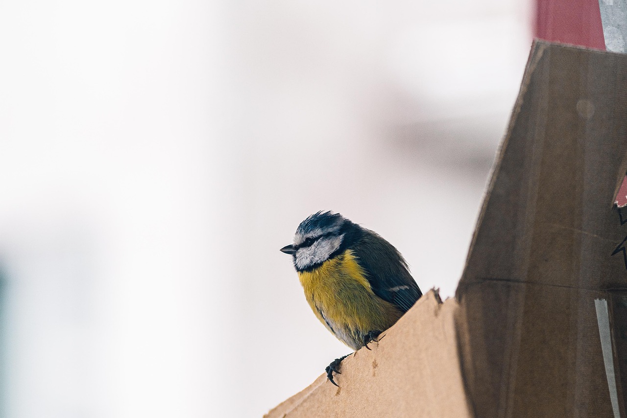 Bird Eurasian Blue Tit Ornithology - Free photo on Pixabay