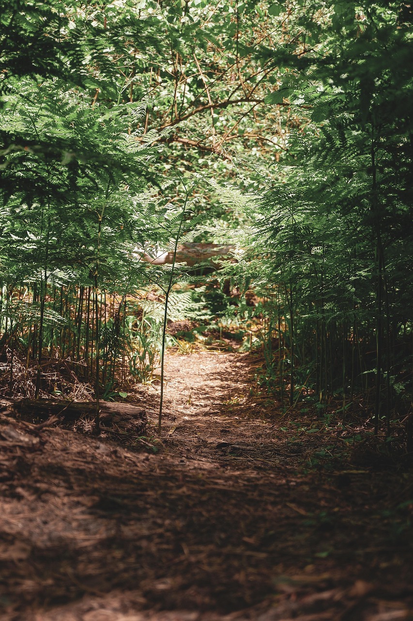 Forêt Nature Piste - Photo gratuite sur Pixabay - Pixabay