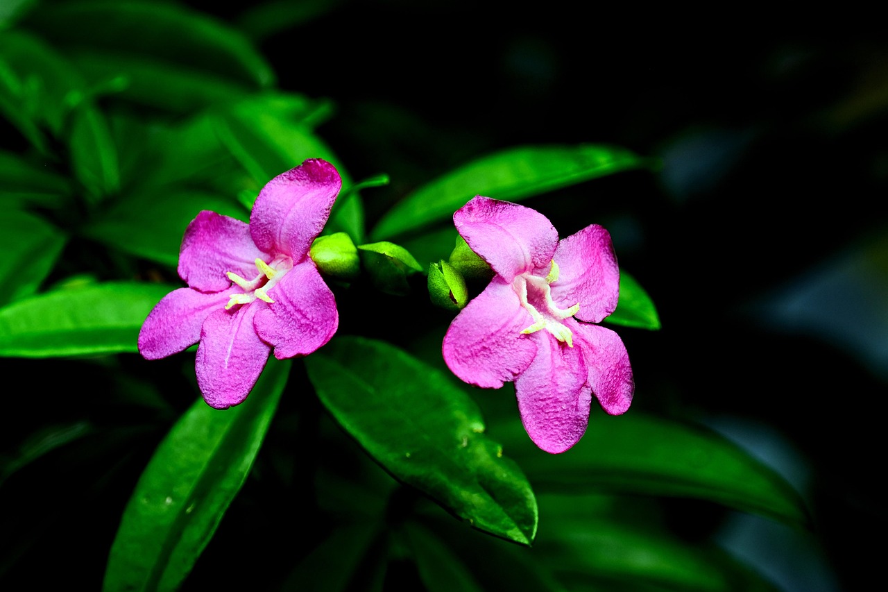 Flower Ravenia Flora - Free photo on Pixabay