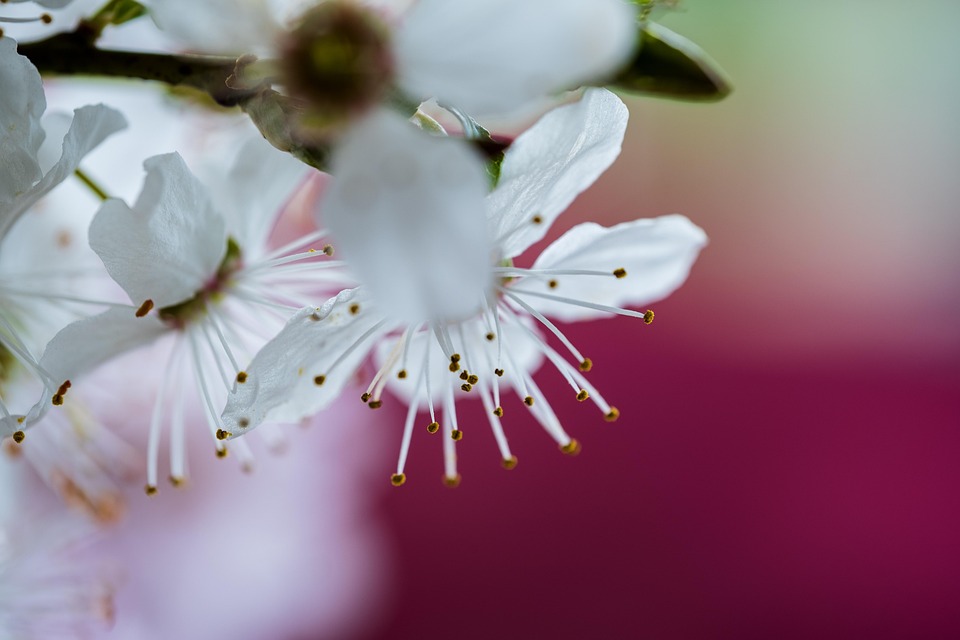 Flor De Cereza Flores Primavera - Foto gratis en Pixabay