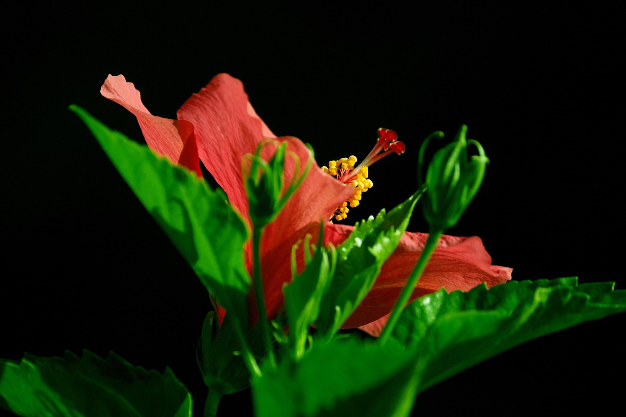Fleur Hibiscus Flore - Photo gratuite sur Pixabay - Pixabay