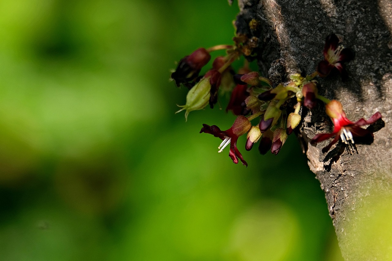 Avverhoa Bilimbi Flower Flora - Free photo on Pixabay