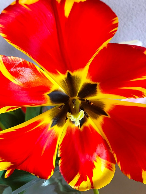 Tulppaani Kukka Punainen - Ilmainen valokuva Pixabayssa - Pixabay