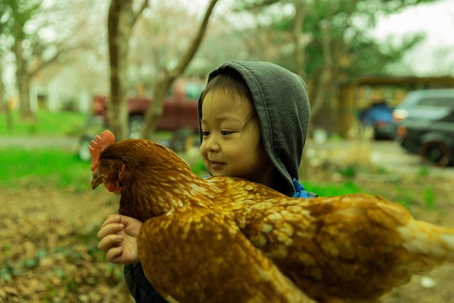 Poule Poulet Enfant Relation - Photo gratuite sur Pixabay - Pixabay