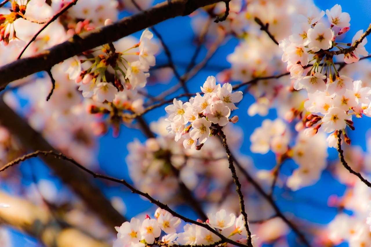 Flowers Spring Cherry Blossom - Free photo on Pixabay - Pixabay