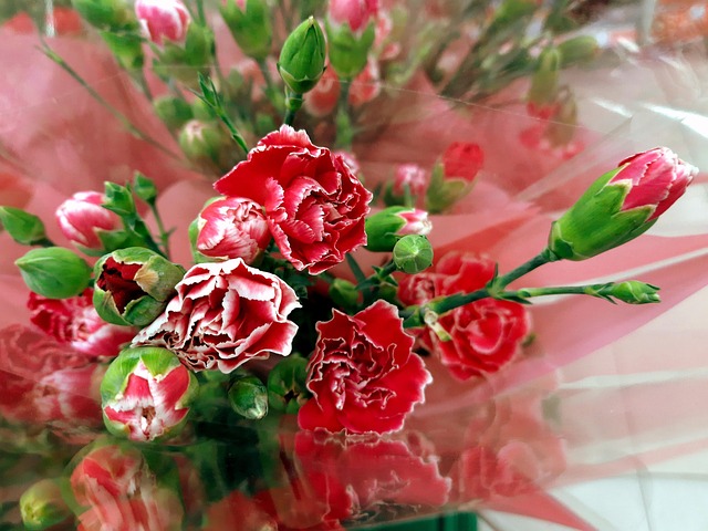 Nelke Blumen Rot - Kostenloses Foto auf Pixabay