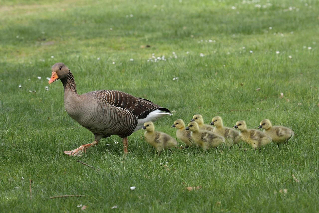 Plus de 6 000 photos gratuites de Oies et de La Nature - Pixabay