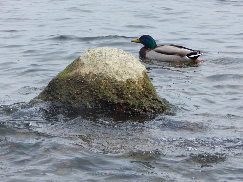 Pato Mar El Báltico - Foto gratis en Pixabay