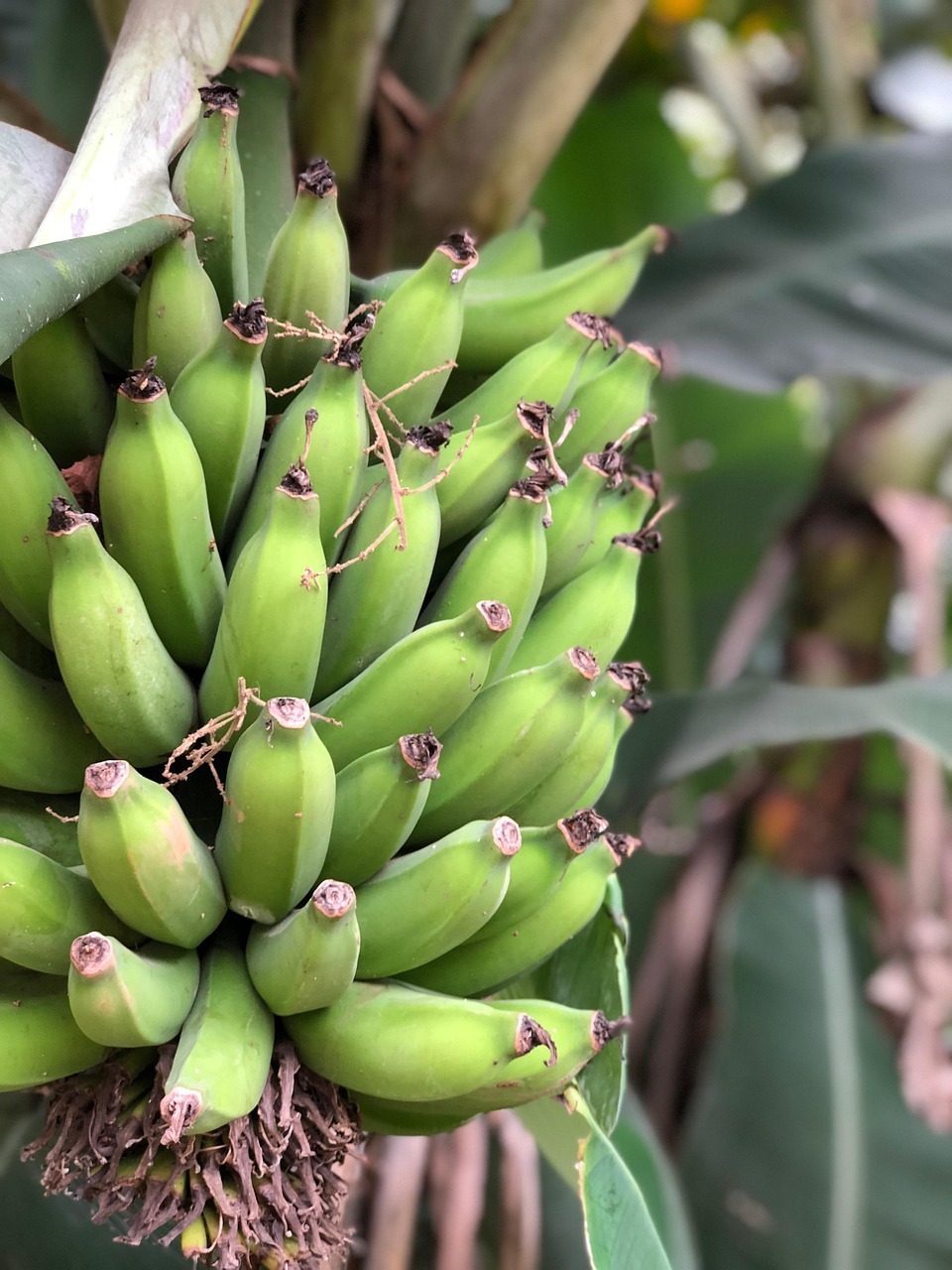 Banane Des Fruits En Bonne - Photo gratuite sur Pixabay - Pixabay