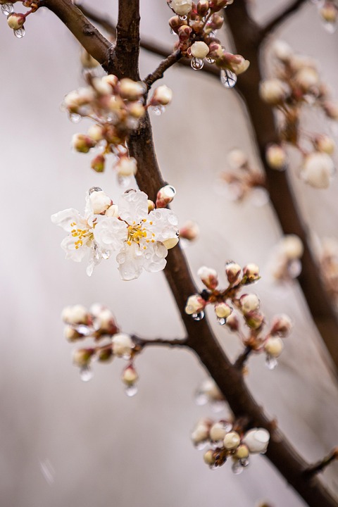 Plum Blossom Flowers Spring - Free photo on Pixabay