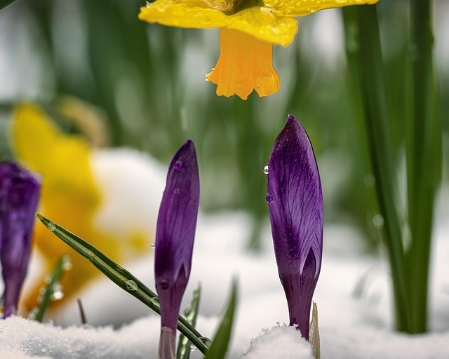Crocus Daffodil Snow - Free photo on Pixabay