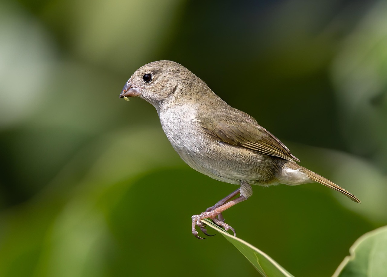 Black-Faced Grassquit Bird Small - Free photo on Pixabay - Pixabay