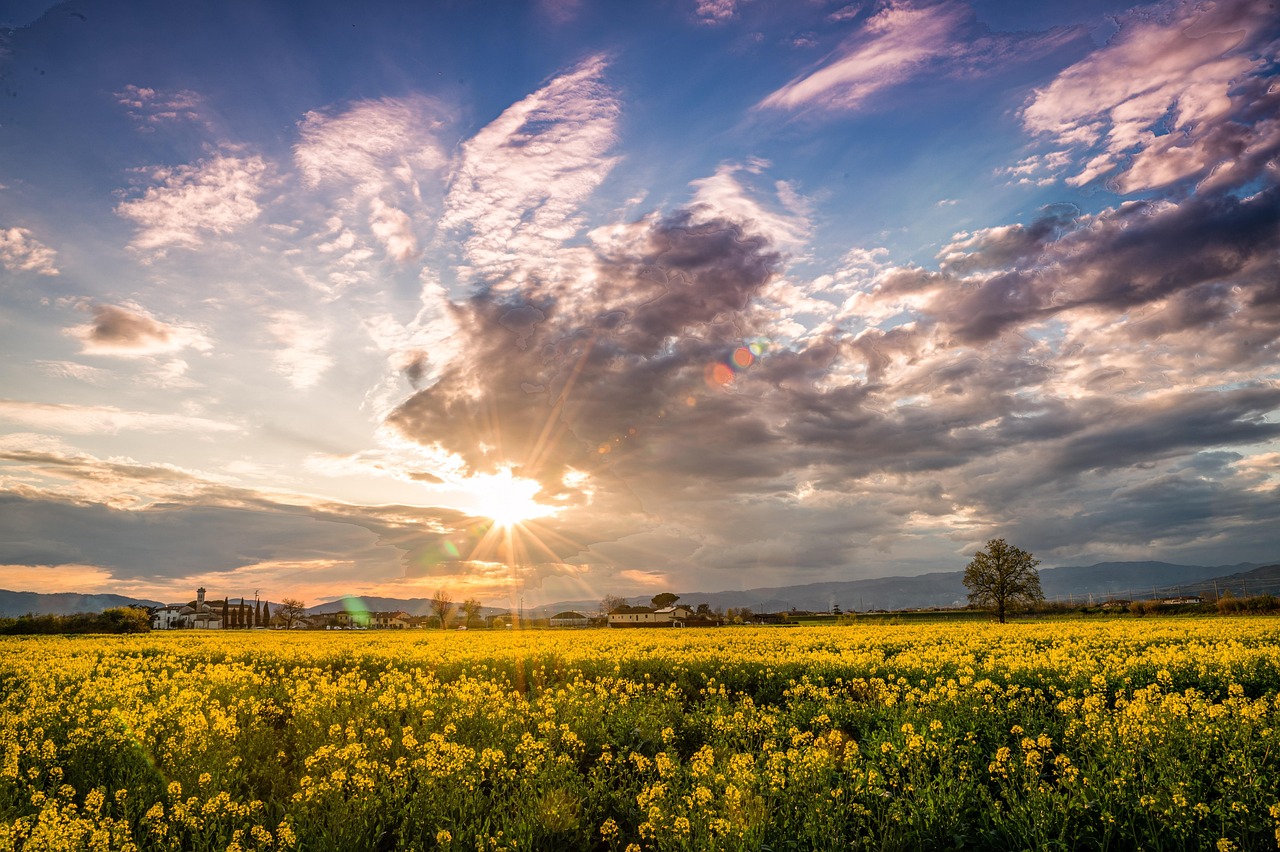 Yellow Flowers Field Sunset - Free photo on Pixabay