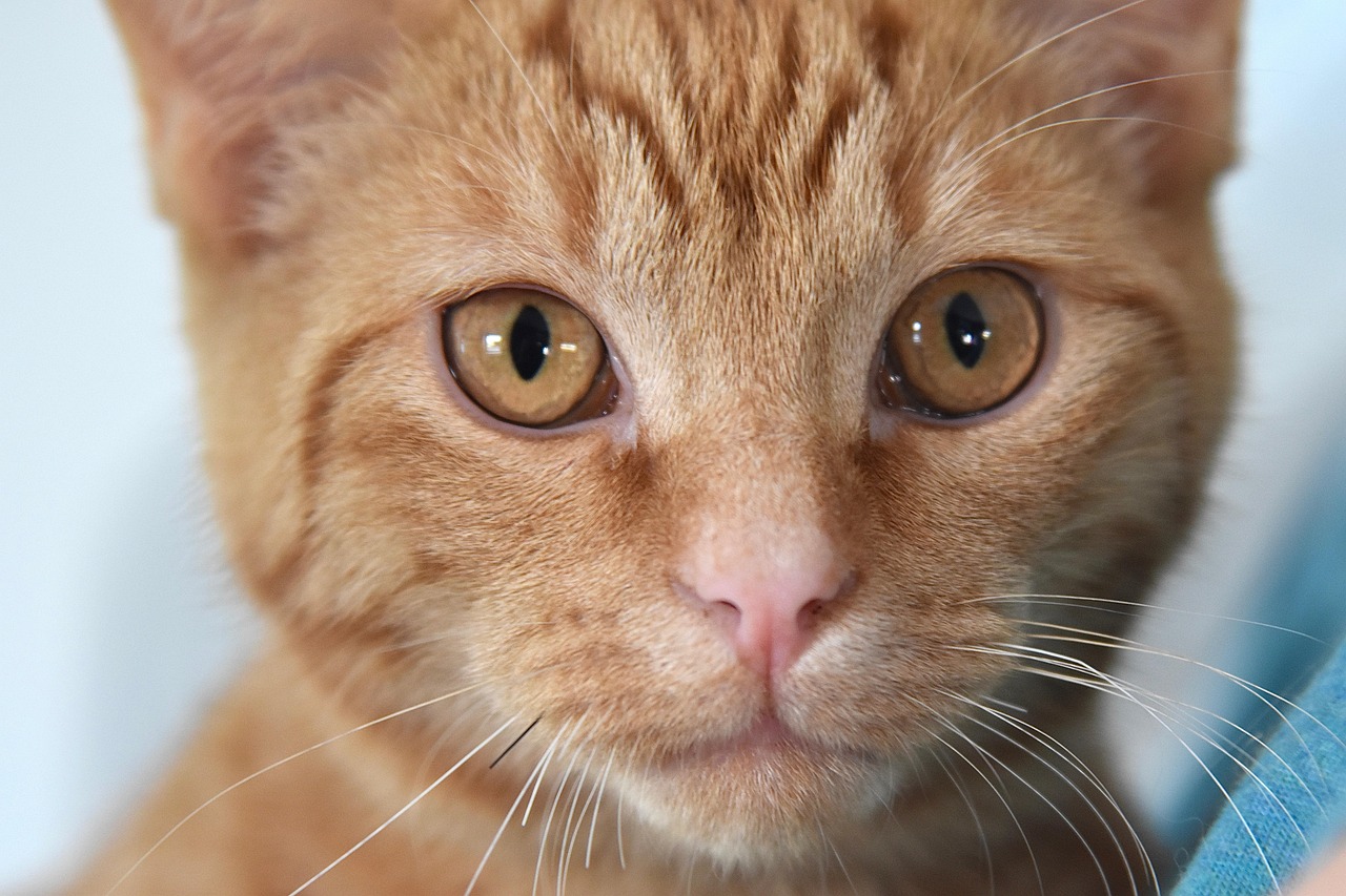 Cat Tabby Feline - Free photo on Pixabay - Pixabay