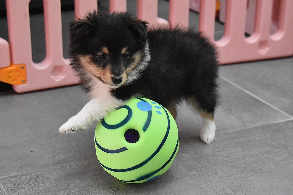 Puppy Plays With Ball Baby Dog - Free photo on Pixabay - Pixabay