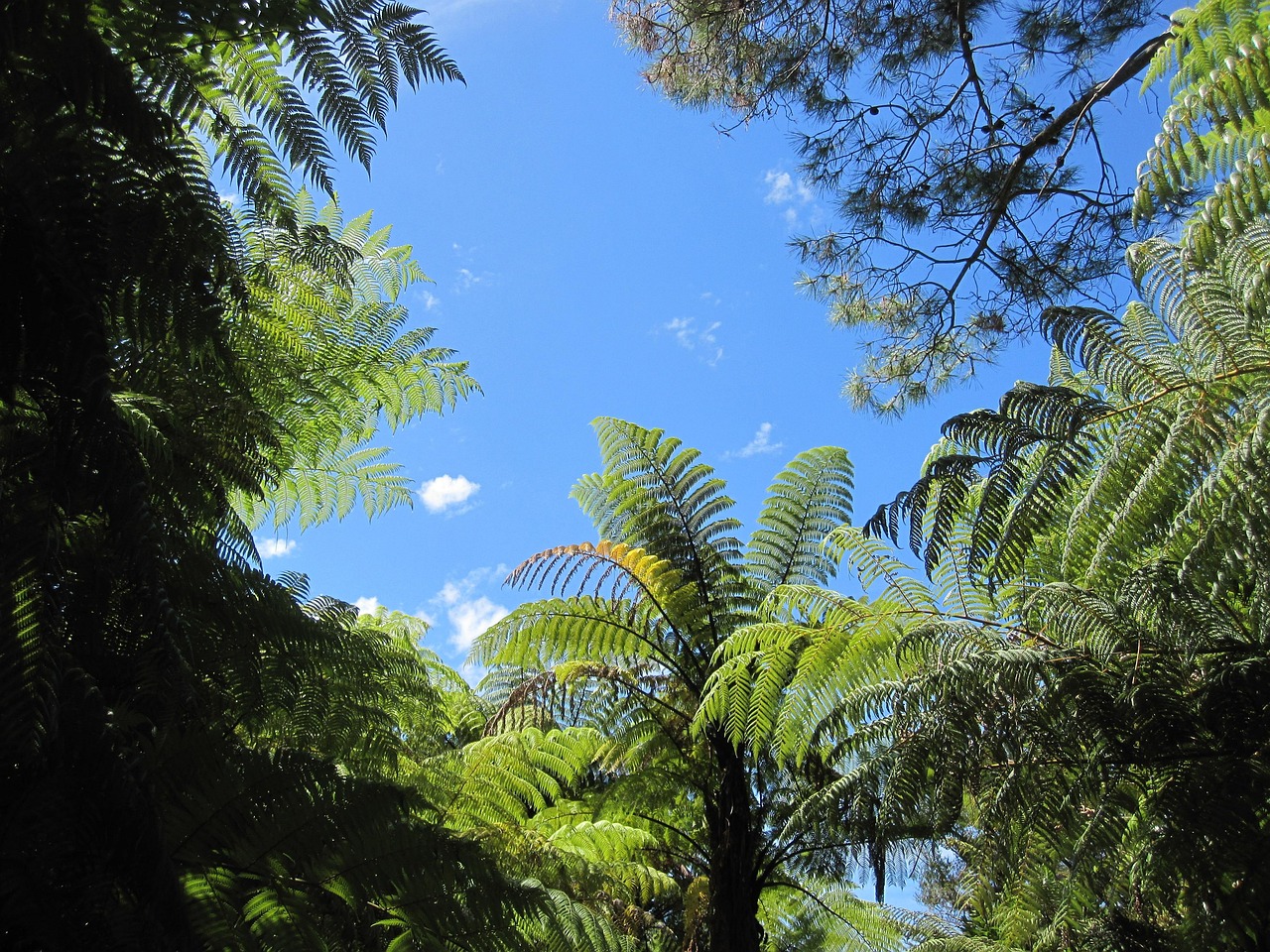 Neuseeland Baum Farn - Kostenloses Foto auf Pixabay - Pixabay