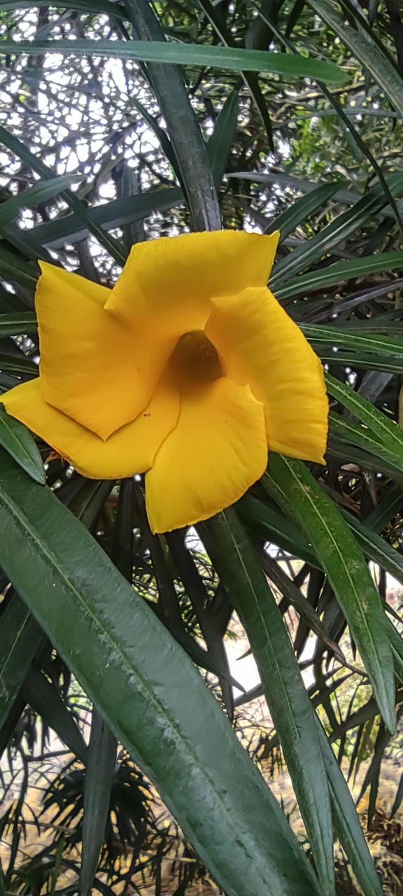 Flores Bela Flor Pétalas Thevetia - Foto gratuita no Pixabay