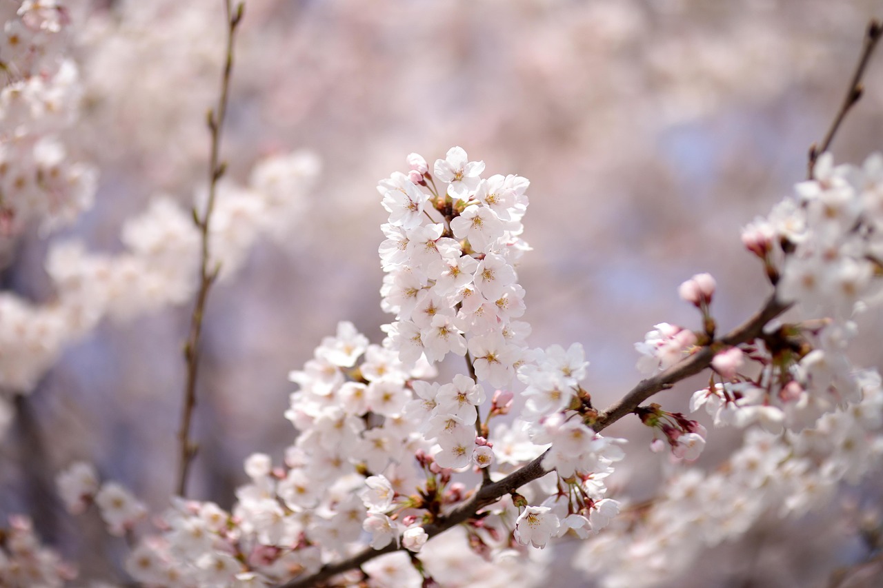 Fleurs Le Printemps De - Photo gratuite sur Pixabay - Pixabay