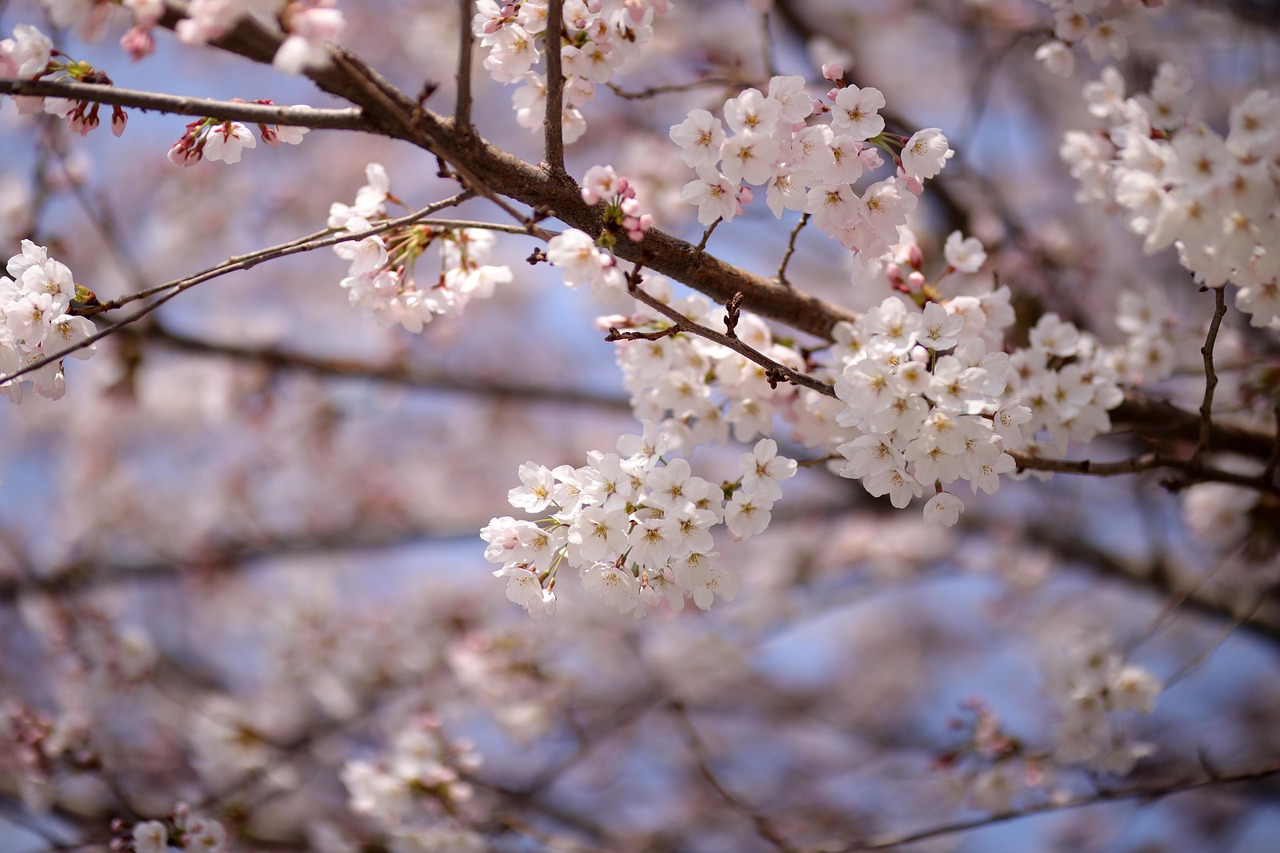Flores Primavera Flor De Cereza - Foto gratis en Pixabay - Pixabay
