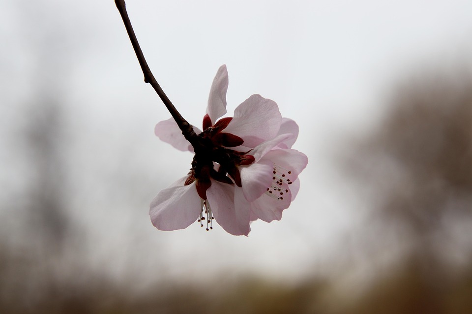 Bunga-Bunga Buah Persik Yang - Foto gratis di Pixabay - Pixabay