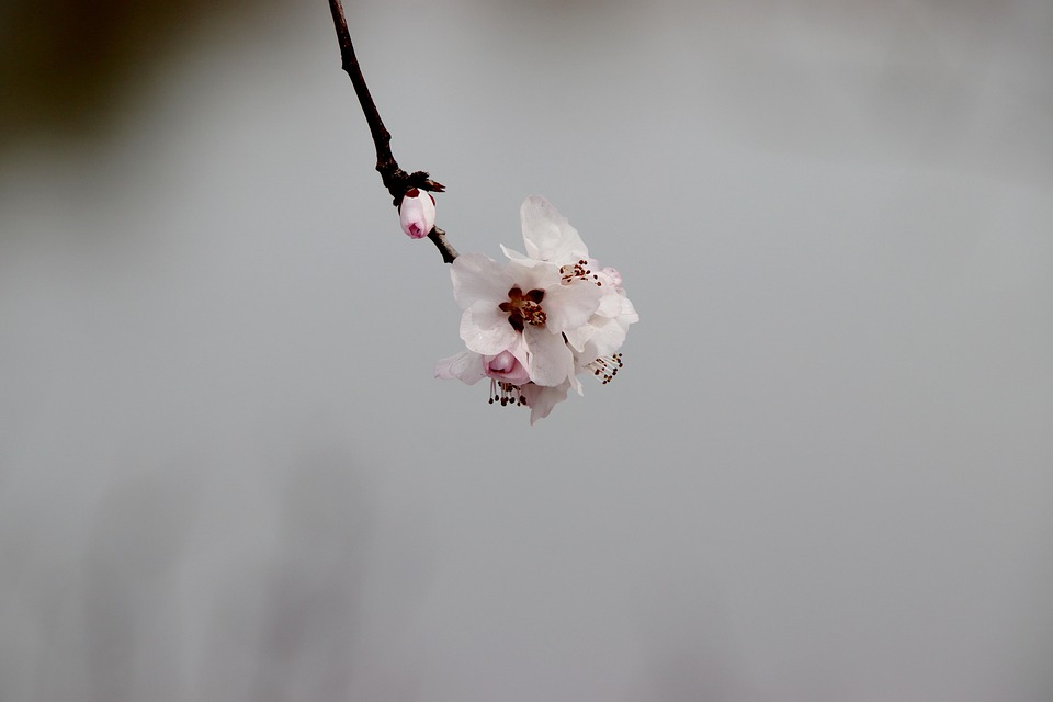 Fleur De Pêche Fleurs Direction - Photo gratuite sur Pixabay - Pixabay