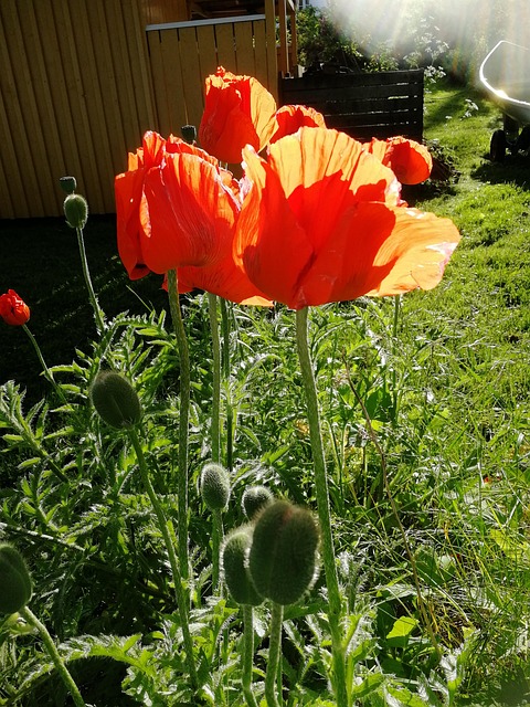 Flore Naturelle Du Pavot - Photo gratuite sur Pixabay - Pixabay