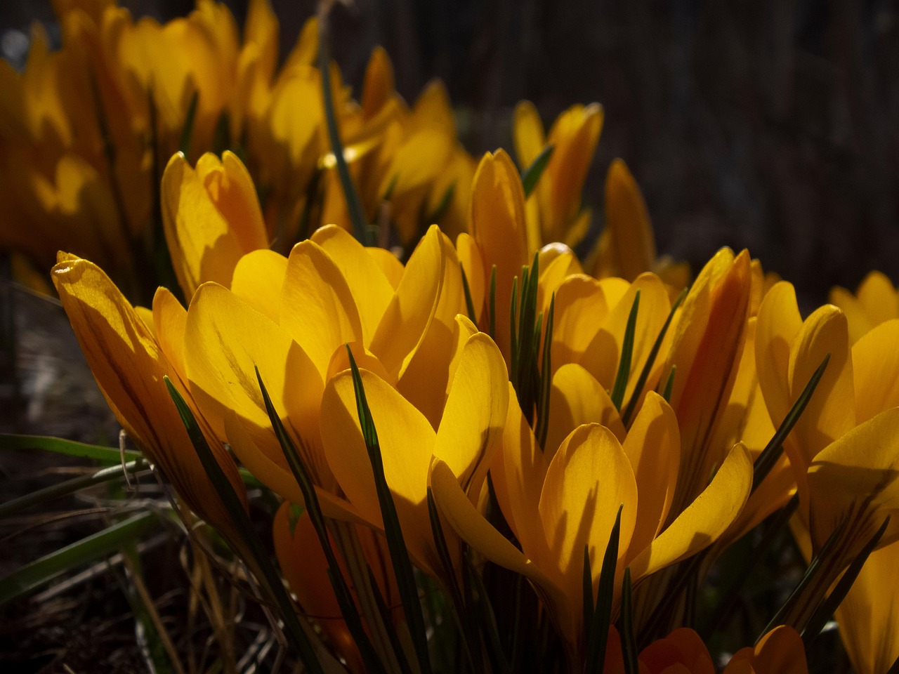Bunga-Bunga Warna Kuning Kemerahan - Foto gratis di Pixabay - Pixabay