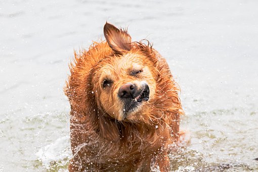 30+ Free Shaking Dog & Dog Photos - Pixabay