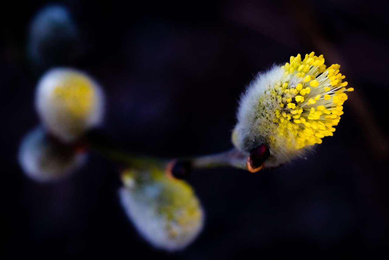 Plant Salix Caprea Growth - Free photo on Pixabay - Pixabay
