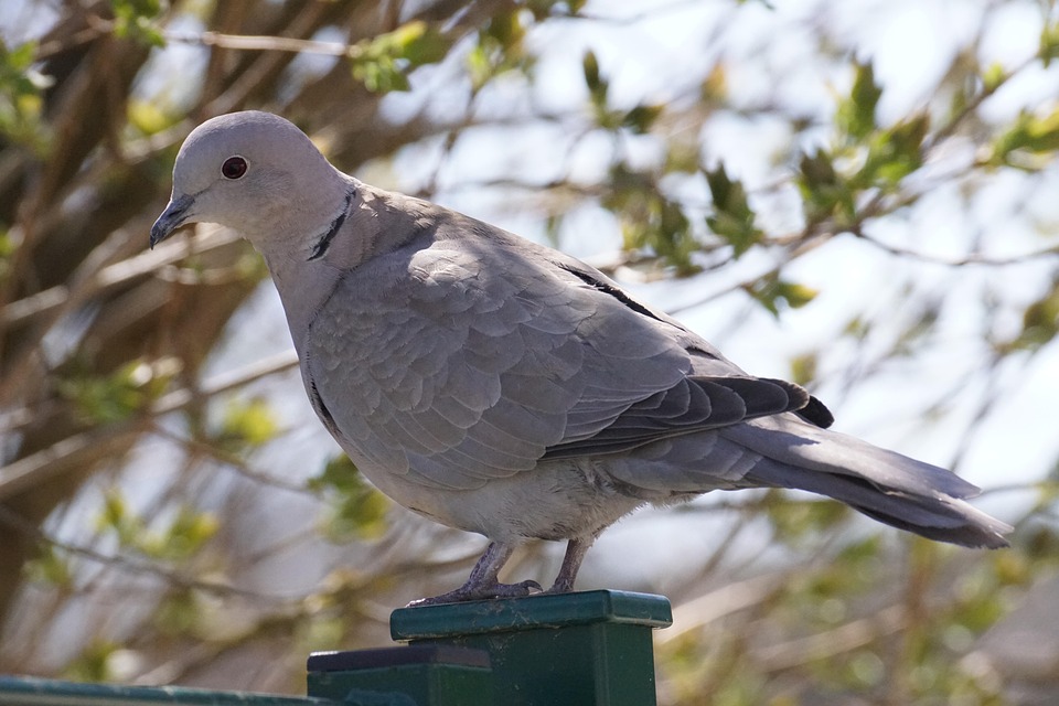 Dove Bird Perched - Free photo on Pixabay - Pixabay